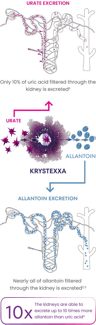 KRYSTEXXA® (pegloticase) Mechanism of Action of Efficacy | For HCPs